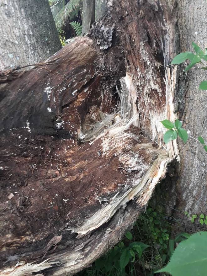 Rotten tree crashes into Rotorua house causing…