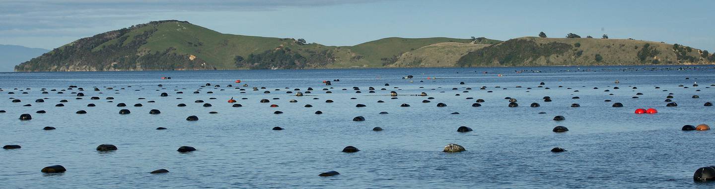Spat over harvesting of mussel seeds from Ninety Mile…
