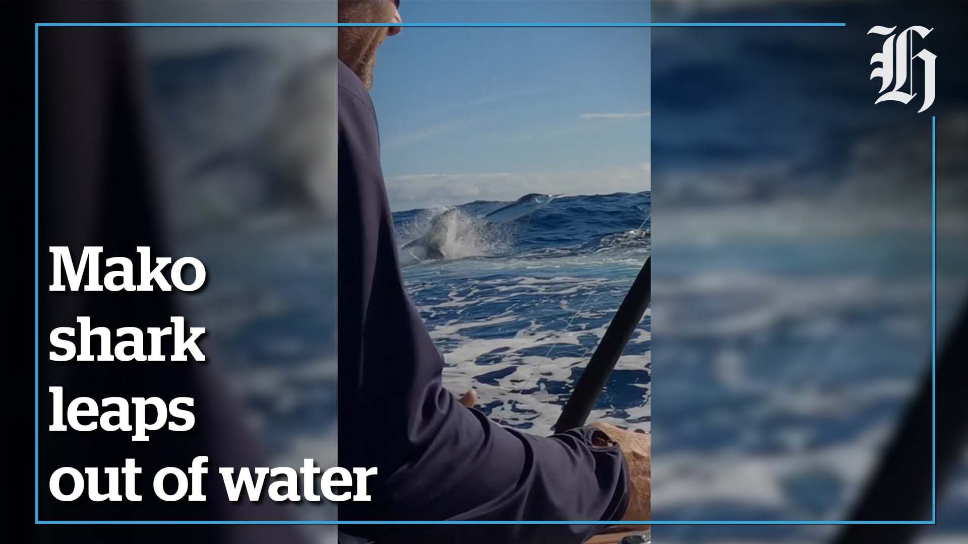 Mako Shark Eats Marlin