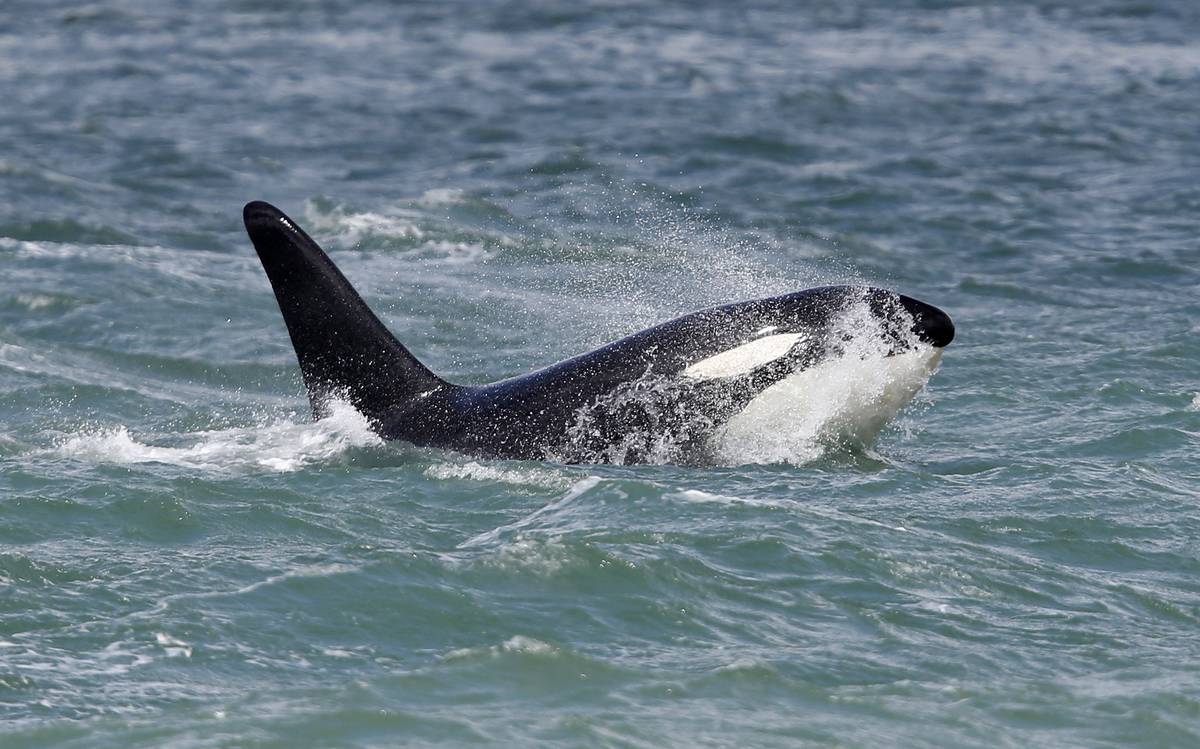 World's first talking killer whale: Wikie the orca learns to say 'hello ...