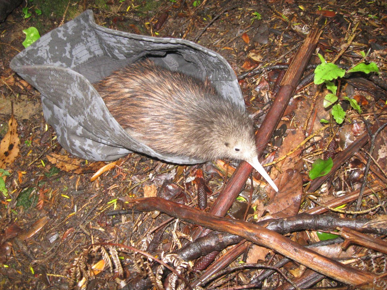 Kiwi Laying Egg