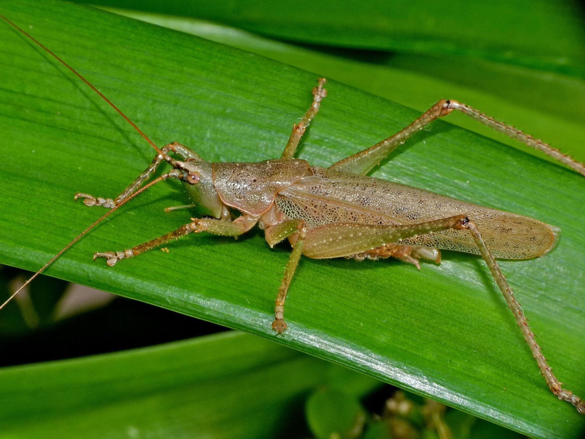 Giant Weta Cricket Bite