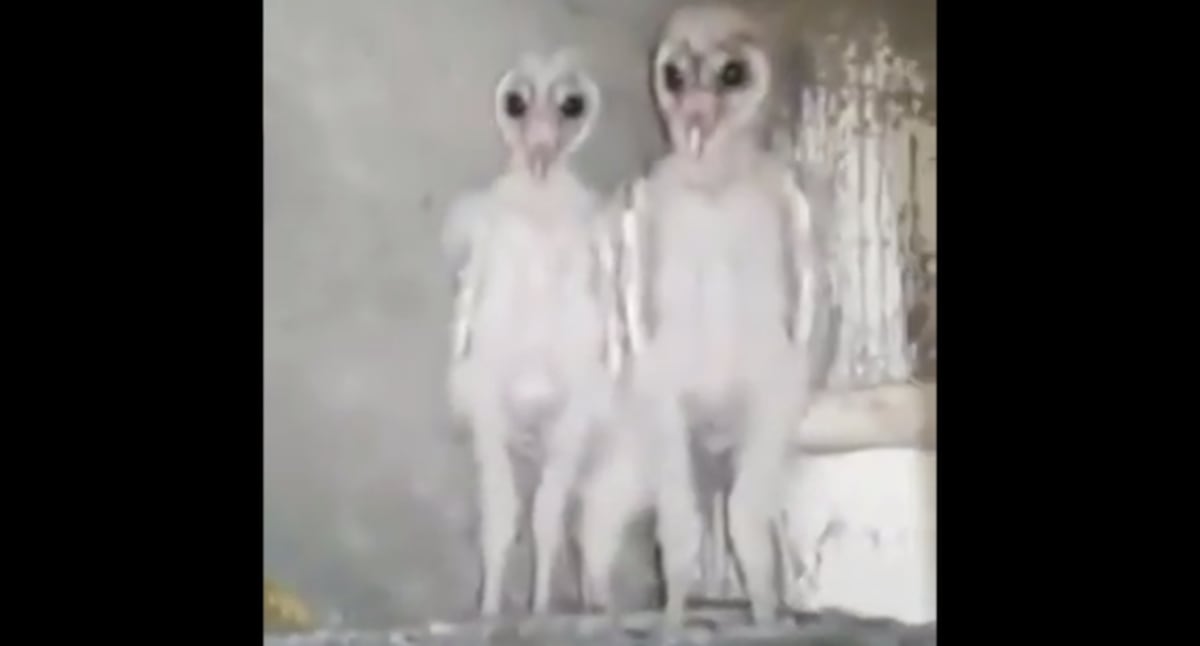 Turns out those alien reports could have been baby owls after all - NZ ...