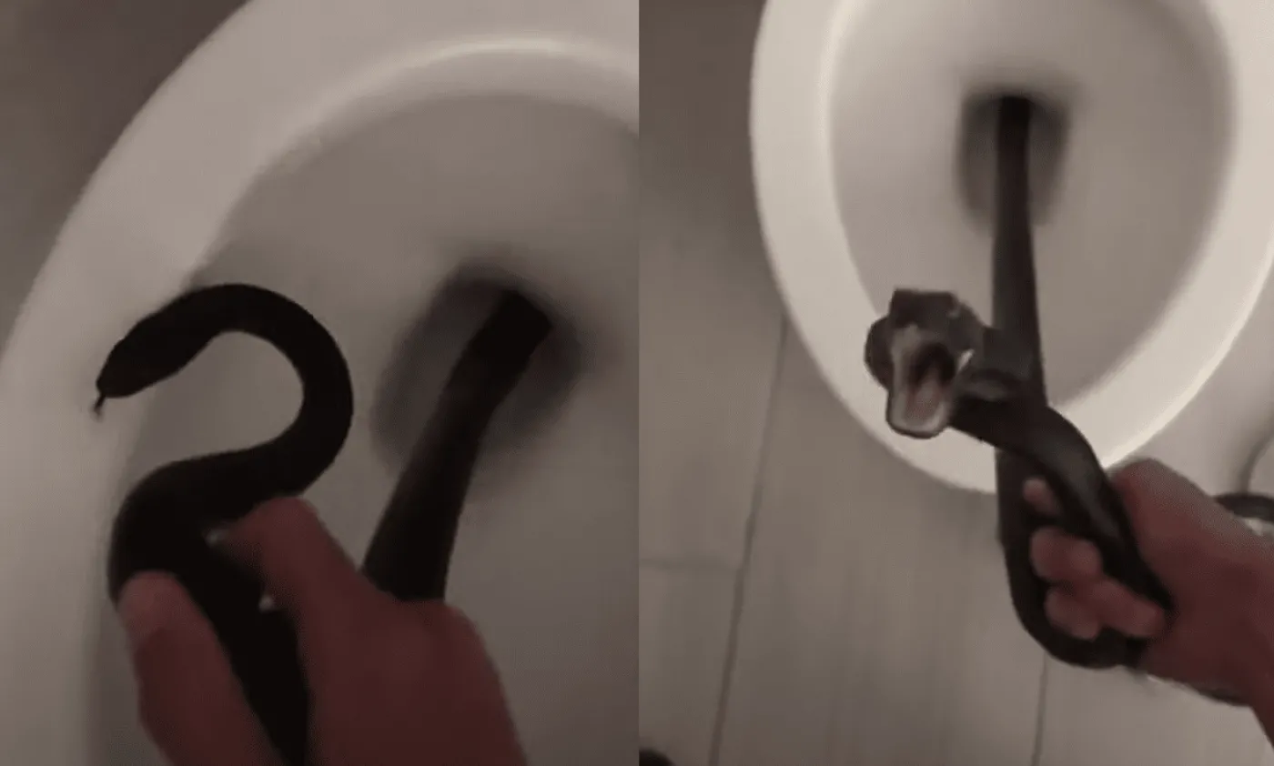 Bathroom Prank Snake