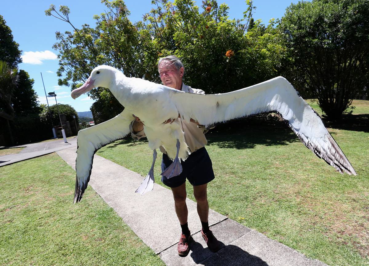 Rare Albatross given the royal treatment - NZ Herald