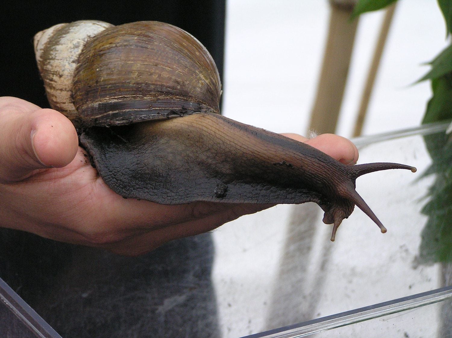 Giant African Land Snail