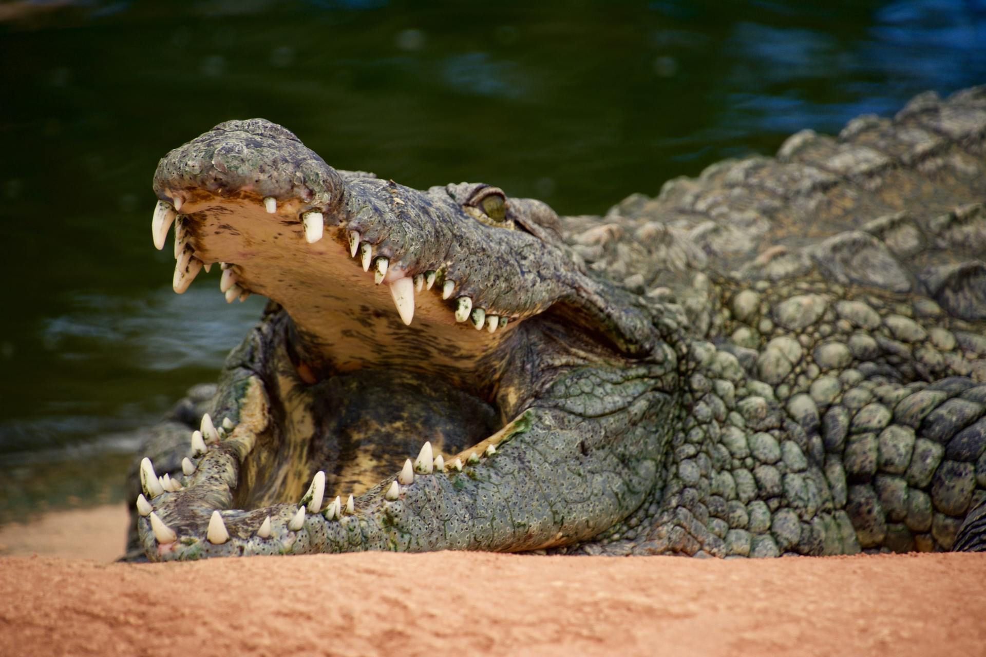 Nile Crocodile Attacks Human