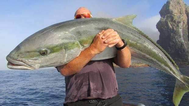 Now that is a huge. Yellowtail | Bloodydecks