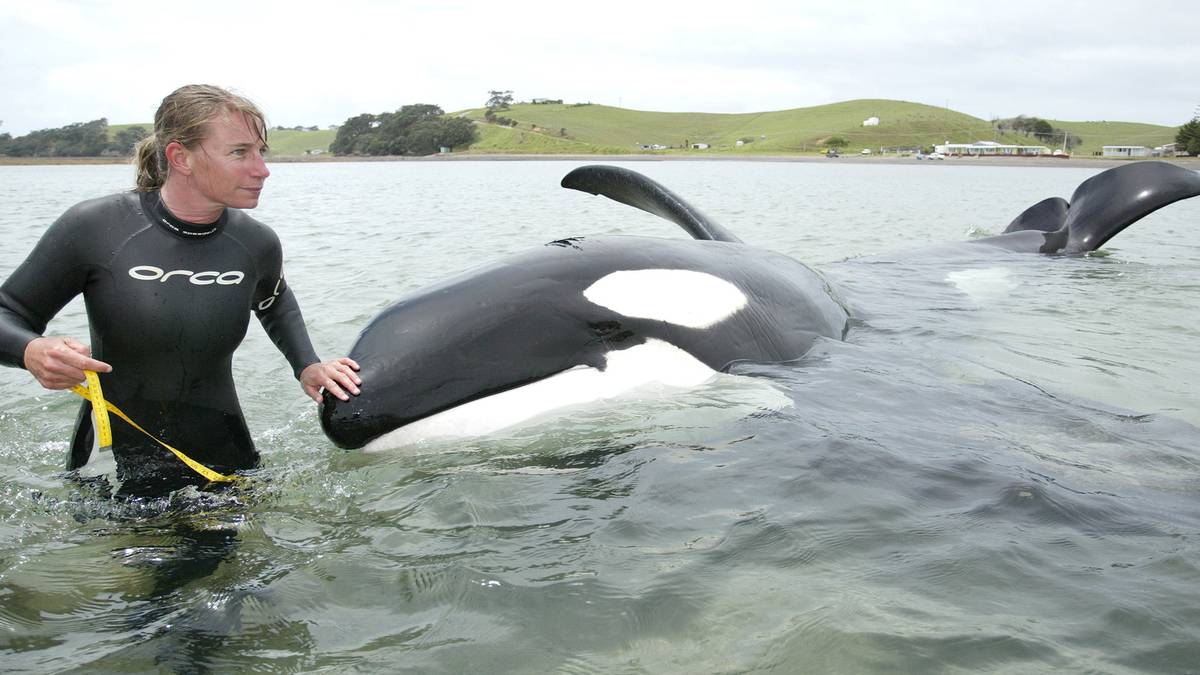 Watch: Hawke's Bay fishermen free tangled orca, watched closely by its ...