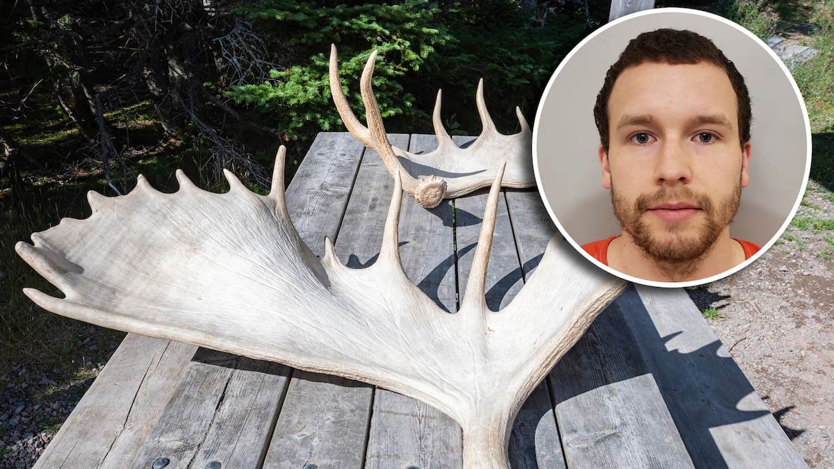 Sheriff Minnesota Man Kills Sex Offender Using Moose Antler Nz Herald