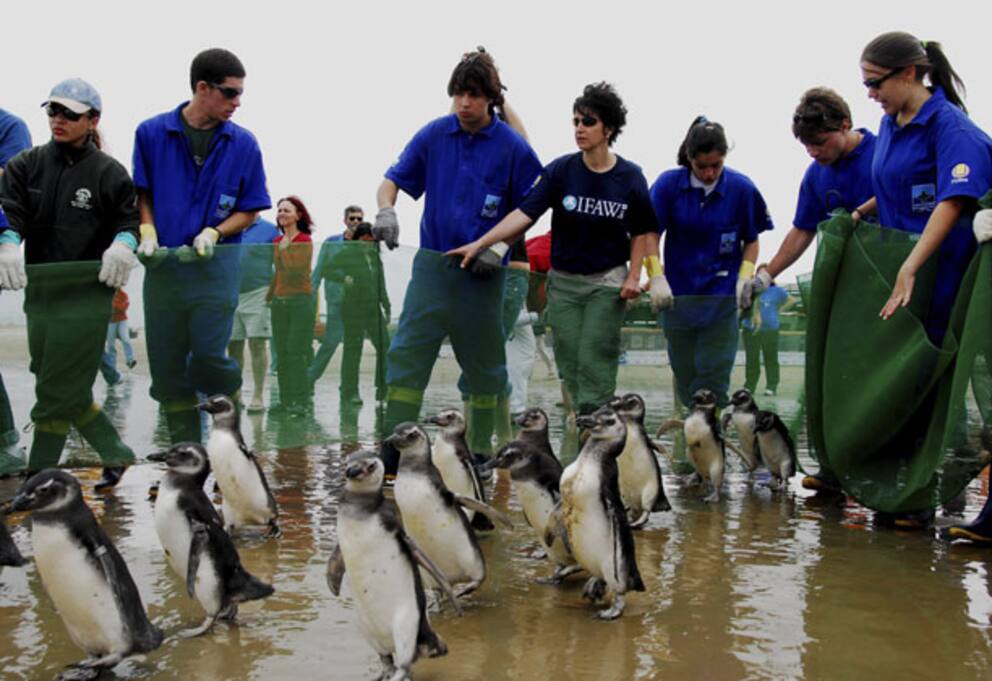 Penguins released into Brazilian ocean - NZ Herald