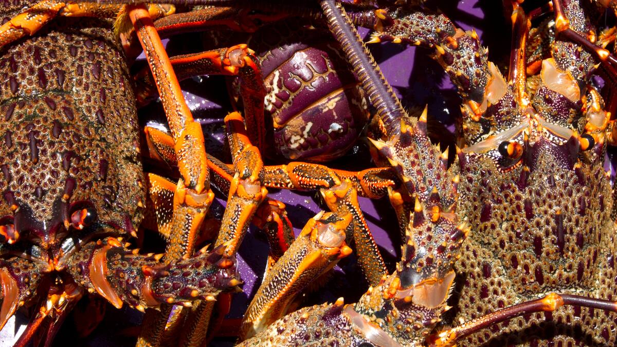 East Coast father-daughter duo sentenced for black market crayfish ... East Coast father-daughter duo sentenced for black market crayfish ...